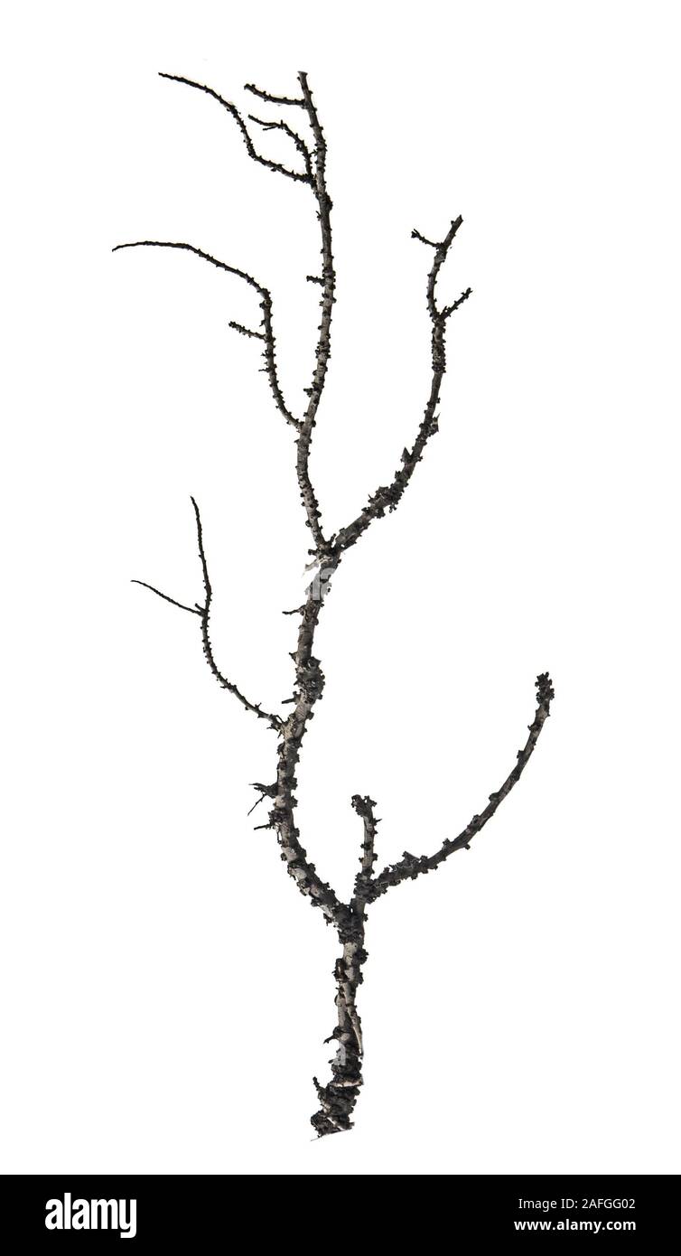 close up of dry branch Stock Photo - Alamy
