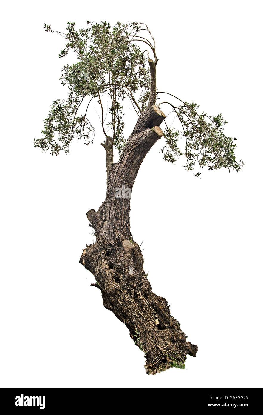 Ornamental olive tree Cut Out Stock Images & Pictures - Alamy