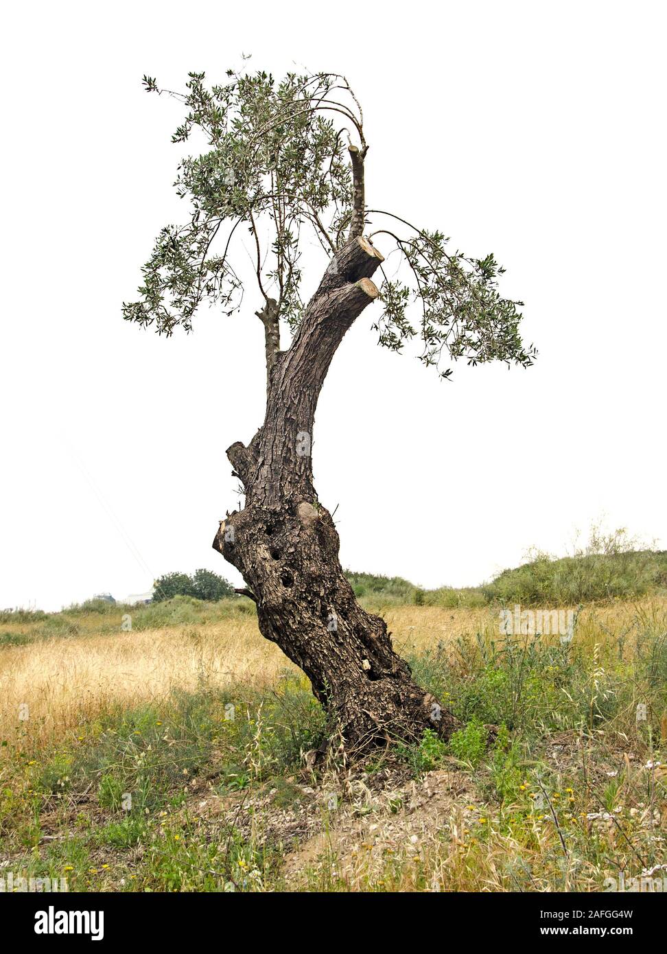 Olive tree at Israel Stock Photo - Alamy
