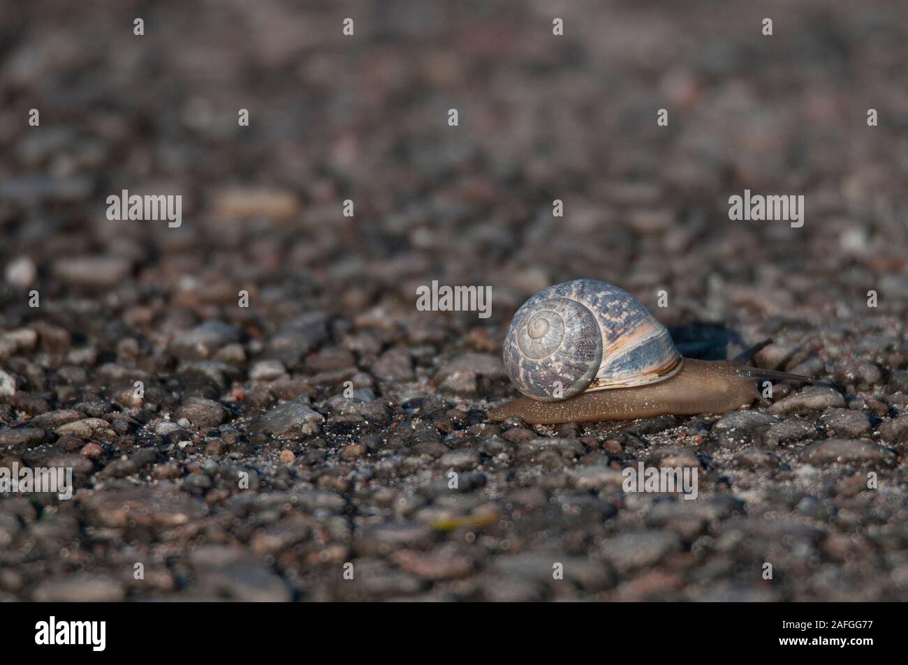 Snail crossing the road, Clachtoll, Scotland Stock Photo - Alamy