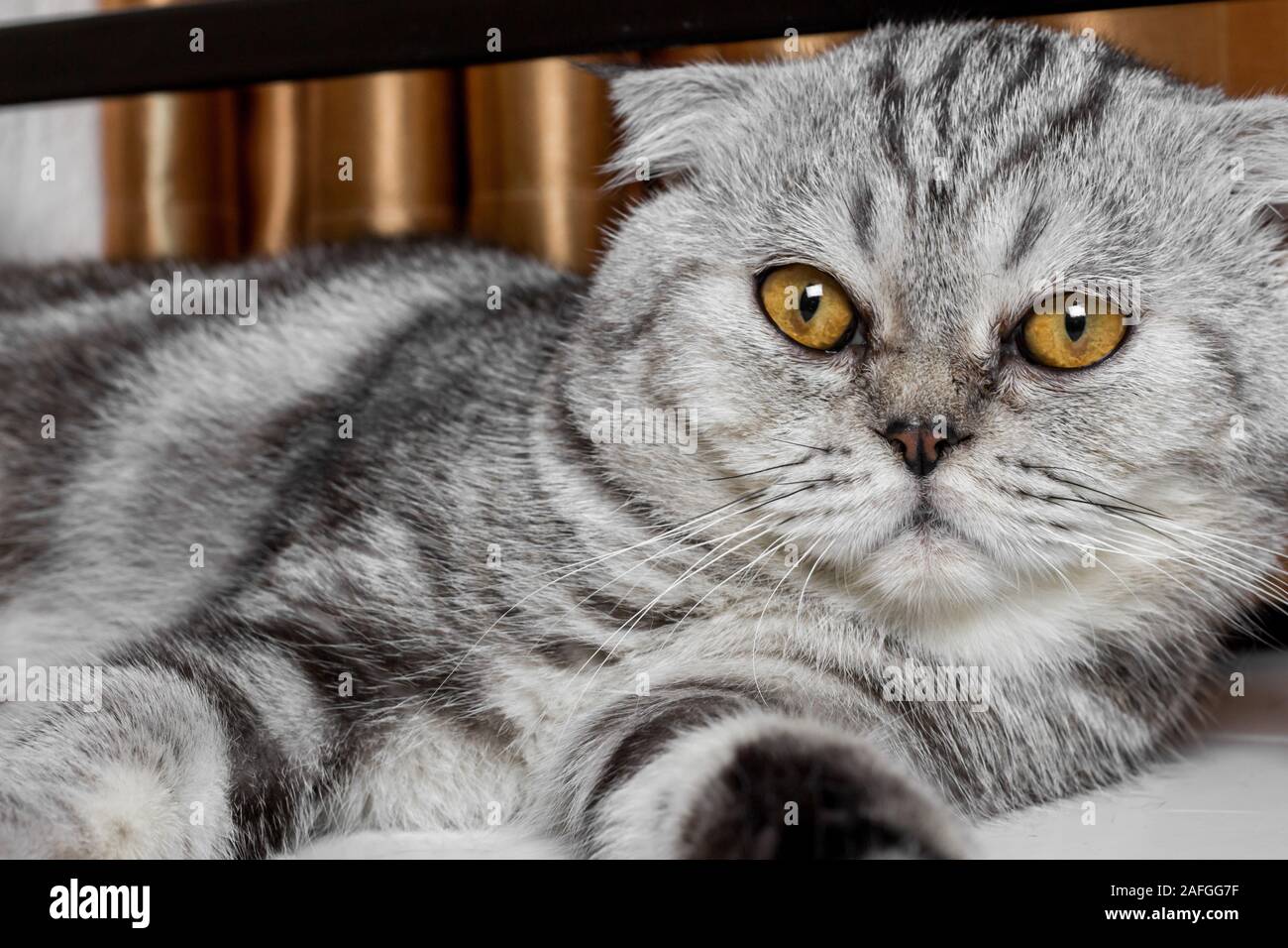 Portrait of a scottish fold cat on the floor. Gray cat with beautiful ...