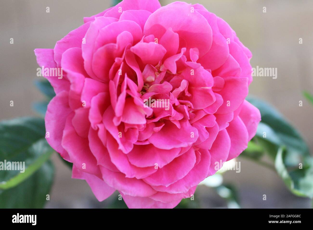 Pink peony with curly flowers and green leaves with a blurry background ...