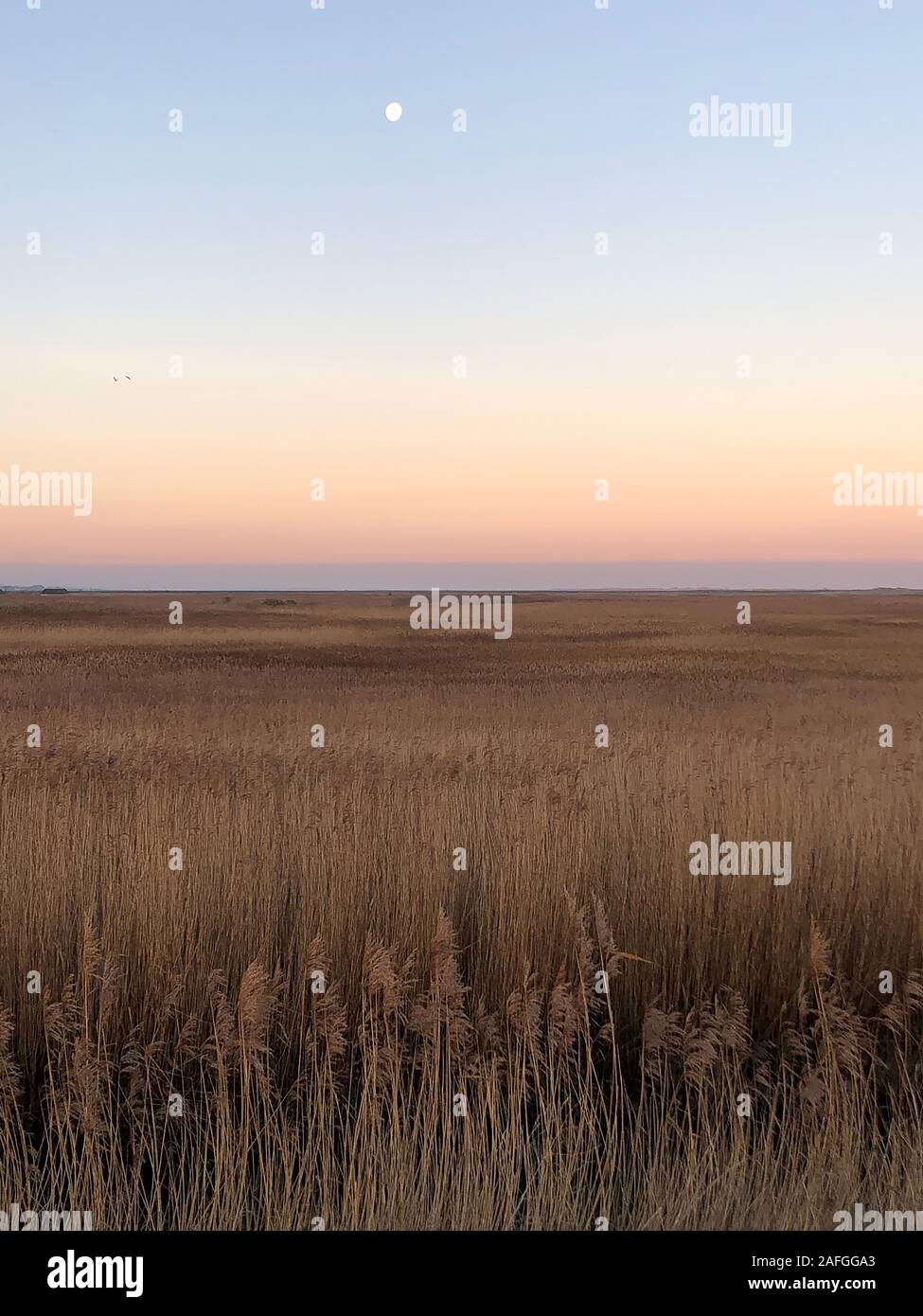 Blue sky over reed beds hi-res stock photography and images - Alamy
