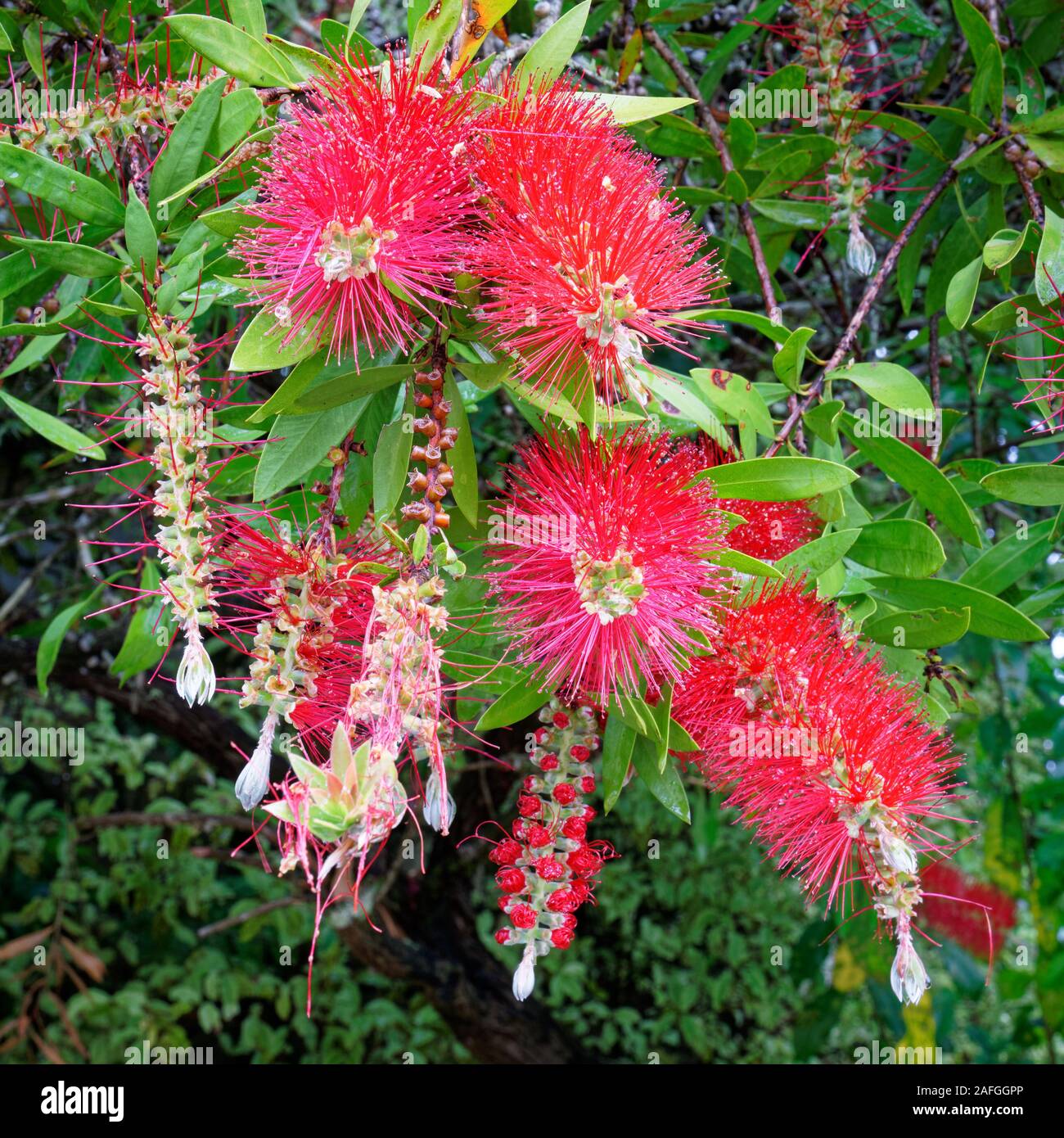 Bottlebrush flowers garden hi-res stock photography and images - Alamy