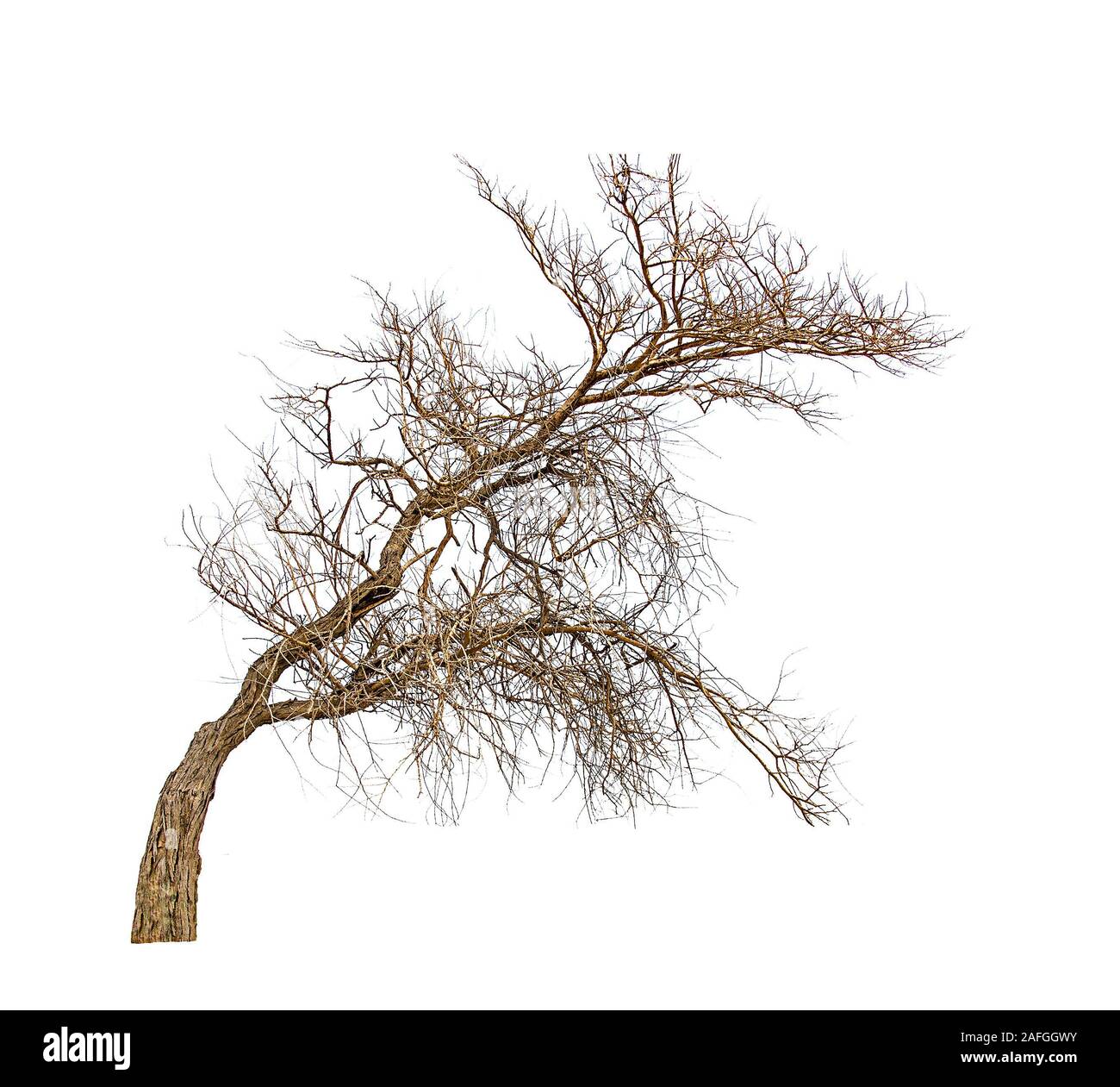 Dry tree isolated on white Stock Photo - Alamy