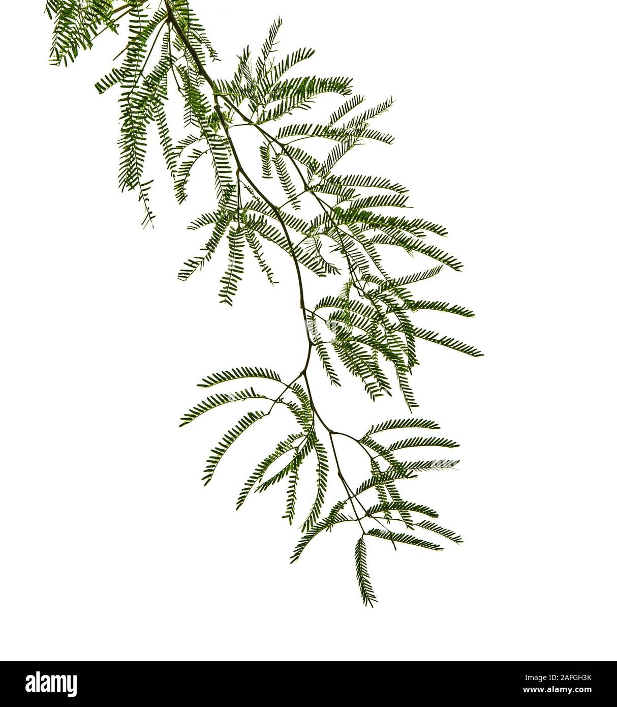 branch on white background Stock Photo - Alamy