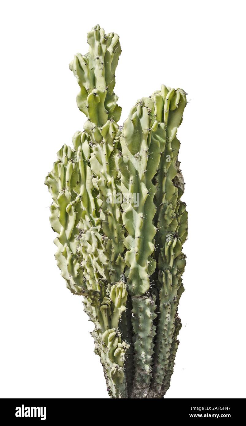 cactus isolated on white background Stock Photo - Alamy