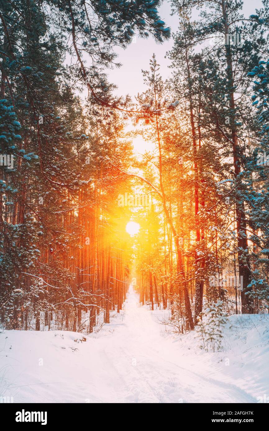 Warm Winter Sun Beautiful Scenery