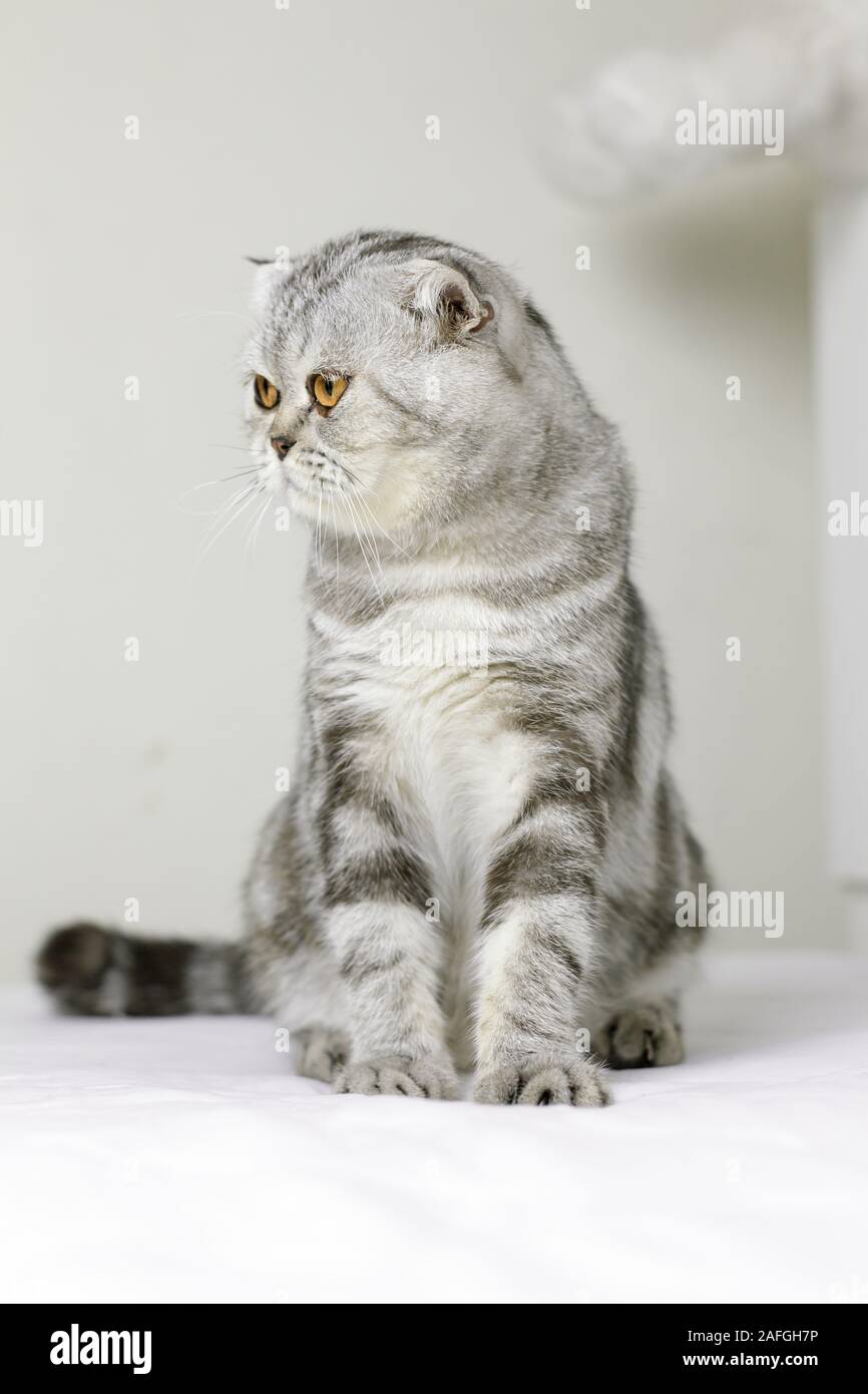 Scottish fold cat sitting on white bed in the room. Cat are staring ...