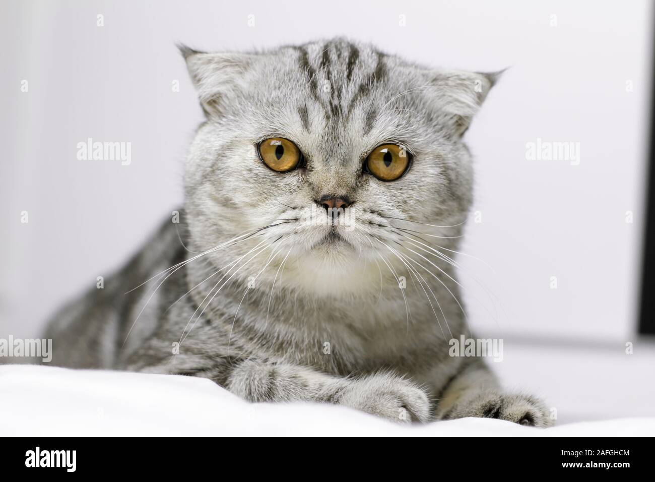 Funny squat hi-res stock photography and images - Alamy