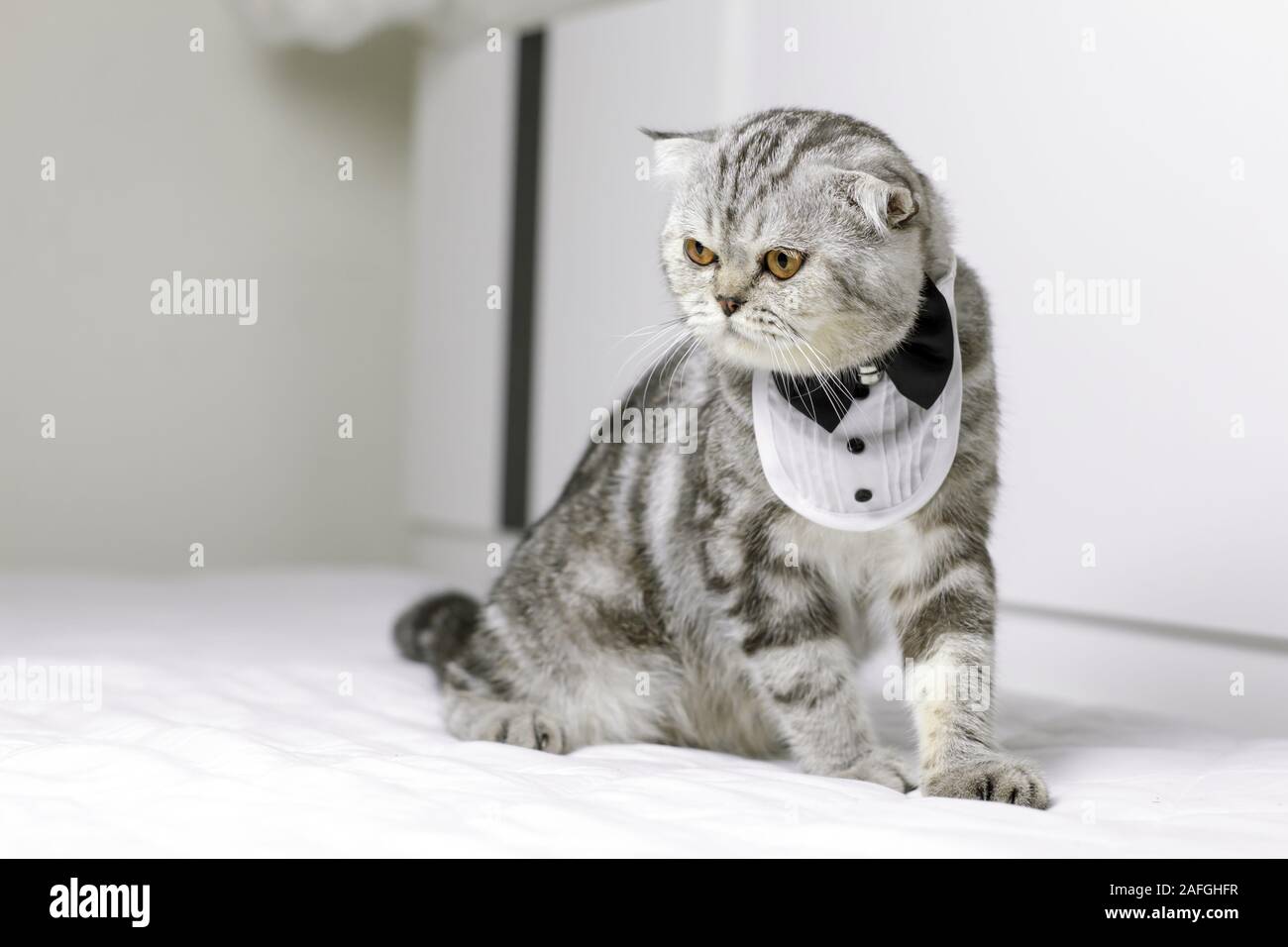 Scottish Fold Cat Wearing A White Tuxedo Sitting On White Bed Cat Wearing A White Suit Gray
