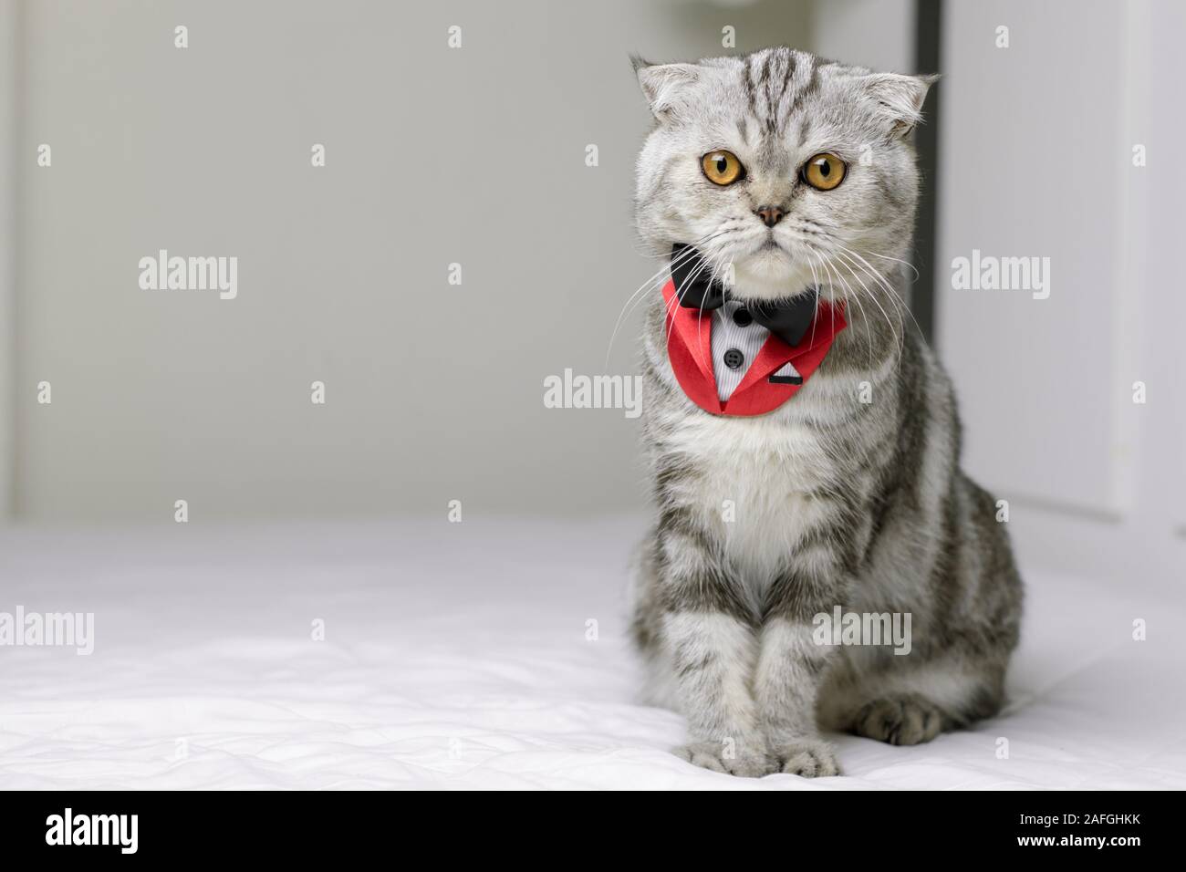 Scottish Fold Cat Wearing A Red Tuxedo Sitting On White Bed Cat Wearing A White Suit Gray Cat