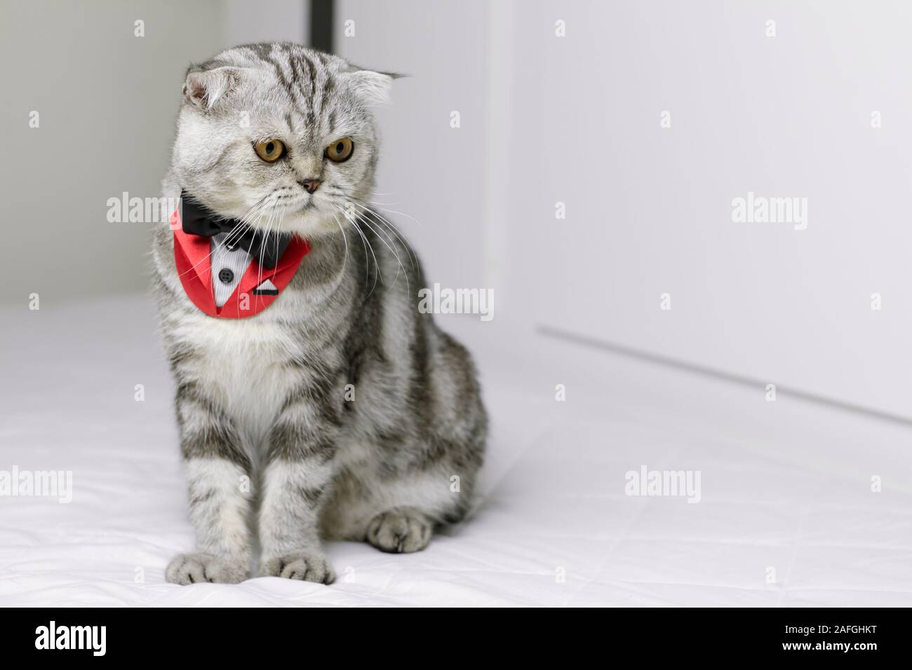 Scottish Fold Cat Wearing A Red Tuxedo Sitting On White Bed Cat Wearing A White Suit Gray Cat