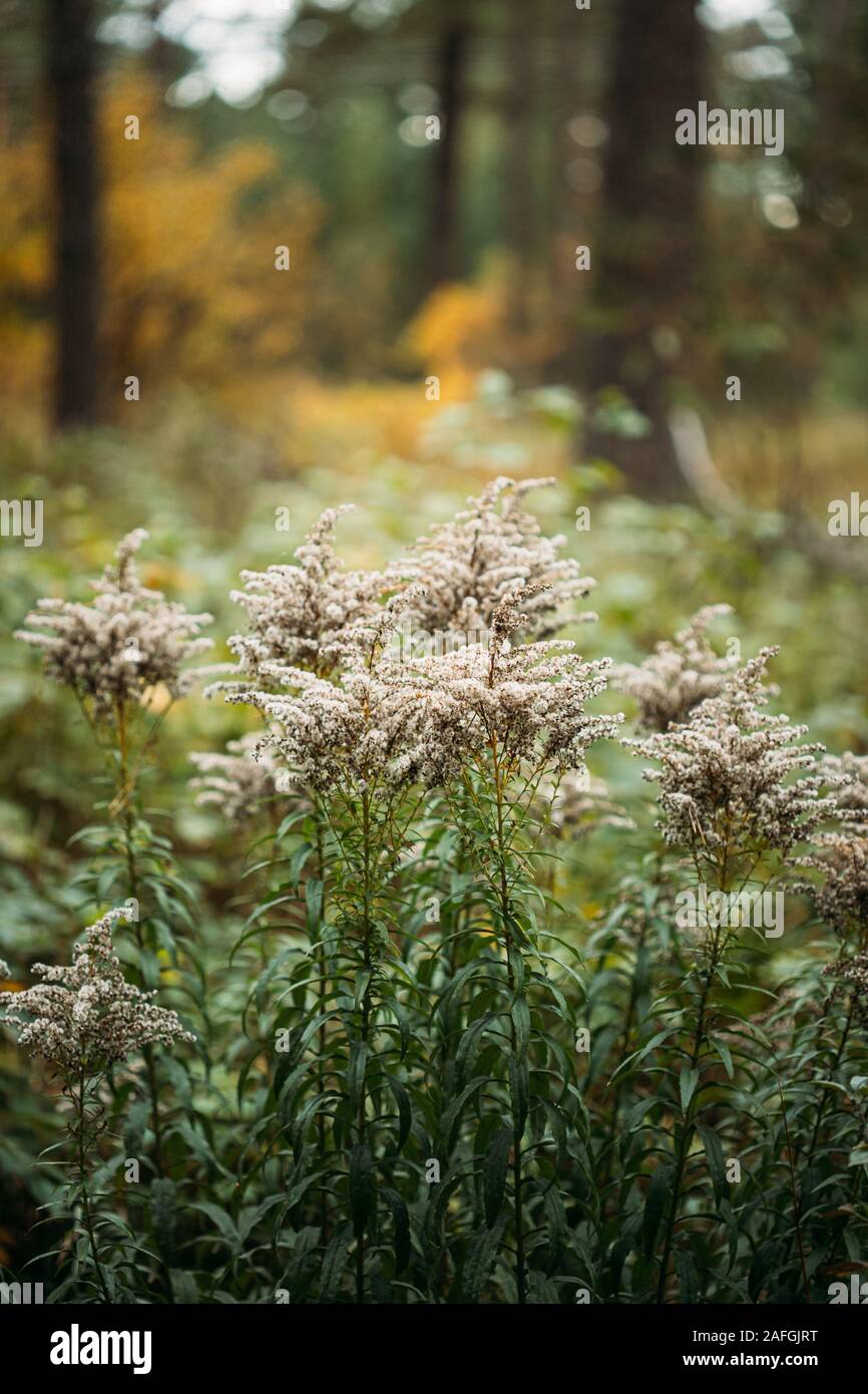Ripe Canadian goldenrod - Solidago canadensis - with mature achenes ...
