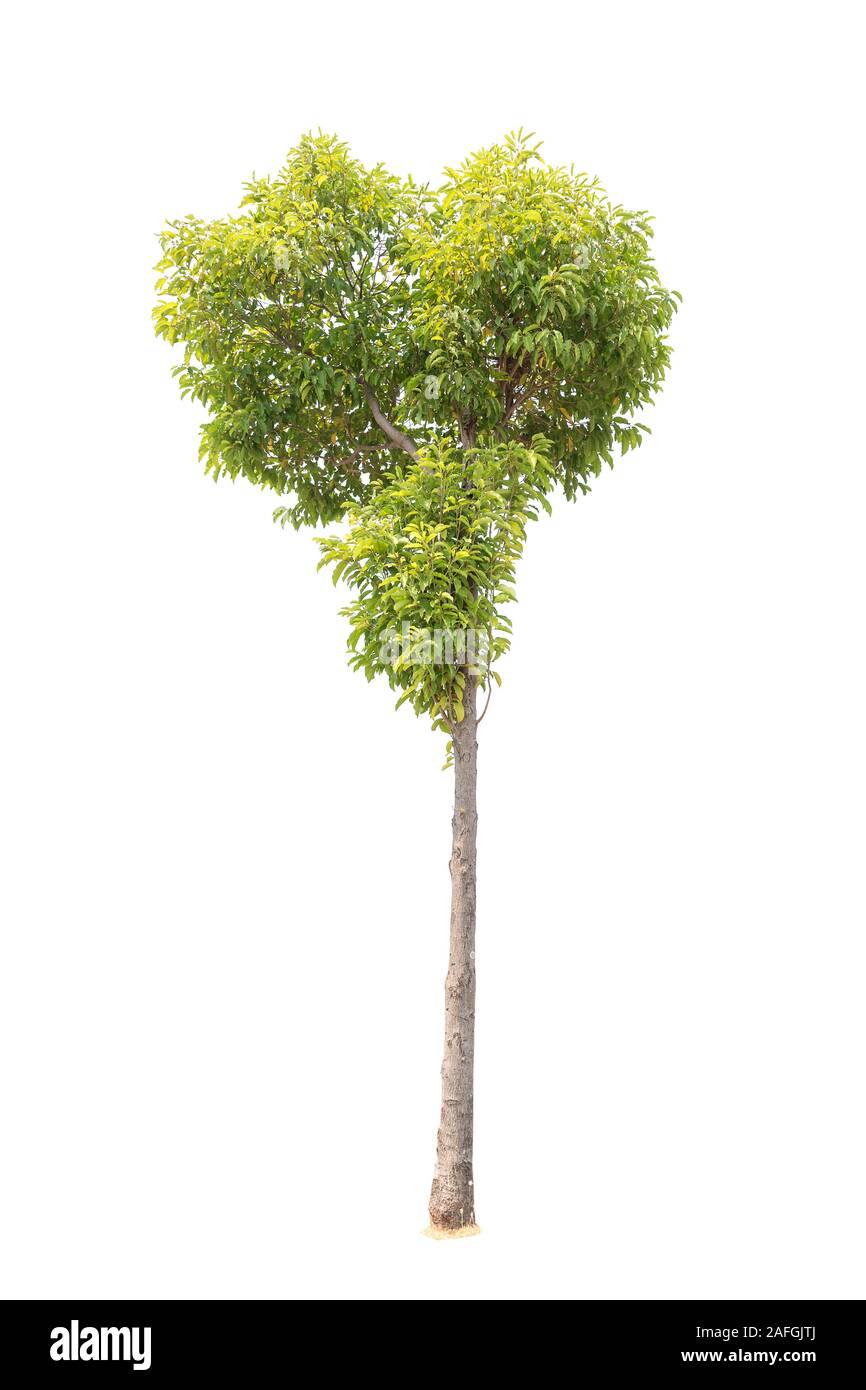 Closeup Bullet Wood (Mimusops elengi Linn) Tree isolated on white ...