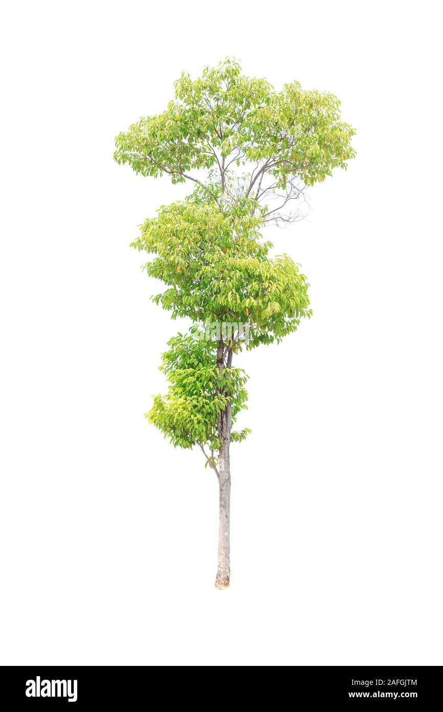 Closeup Bullet Wood (Mimusops elengi Linn) Tree isolated on white ...
