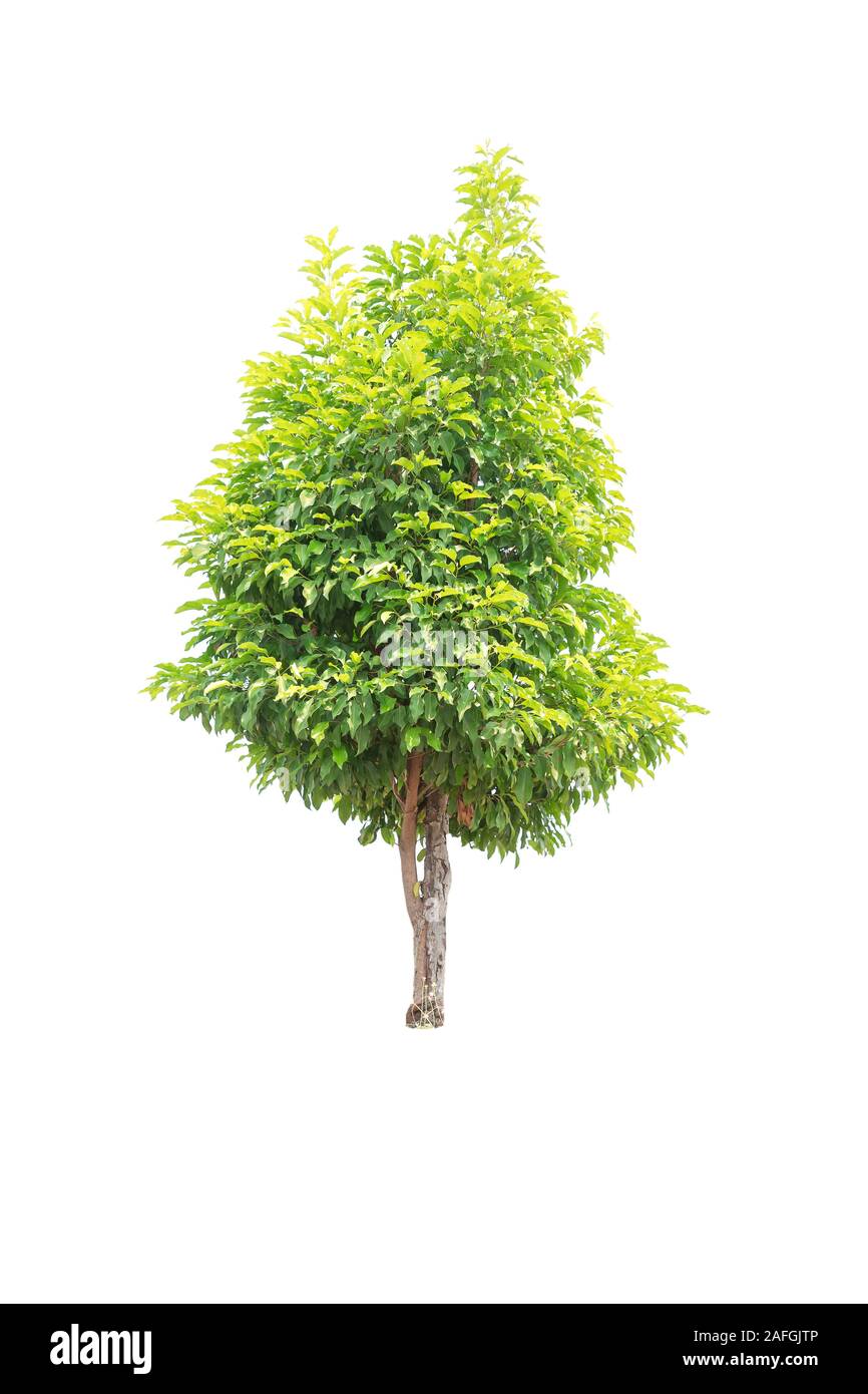 Closeup Bullet Wood (Mimusops elengi Linn) Tree isolated on white ...