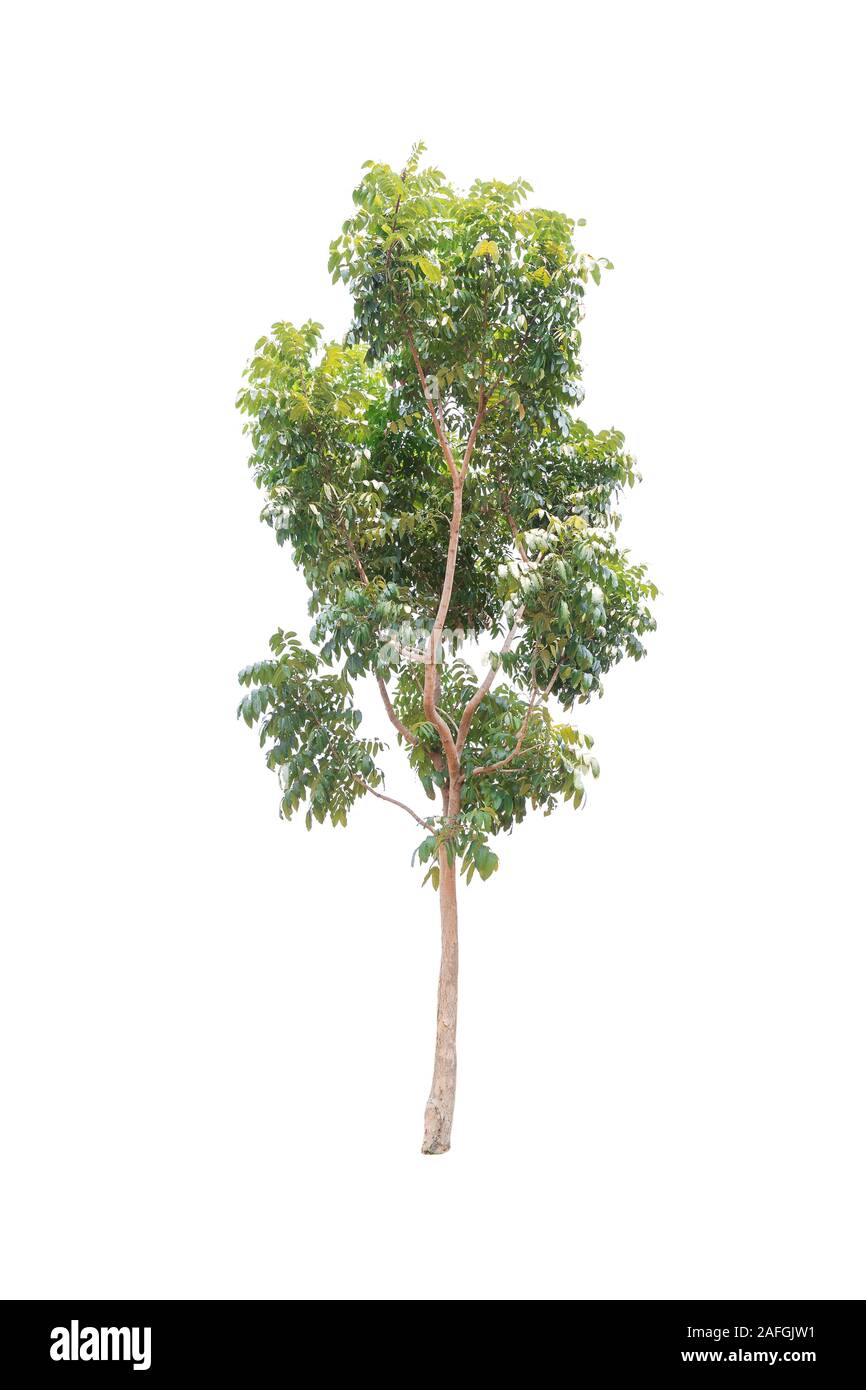 Closeup Big Mahogany Tree isolated on white background Stock Photo - Alamy