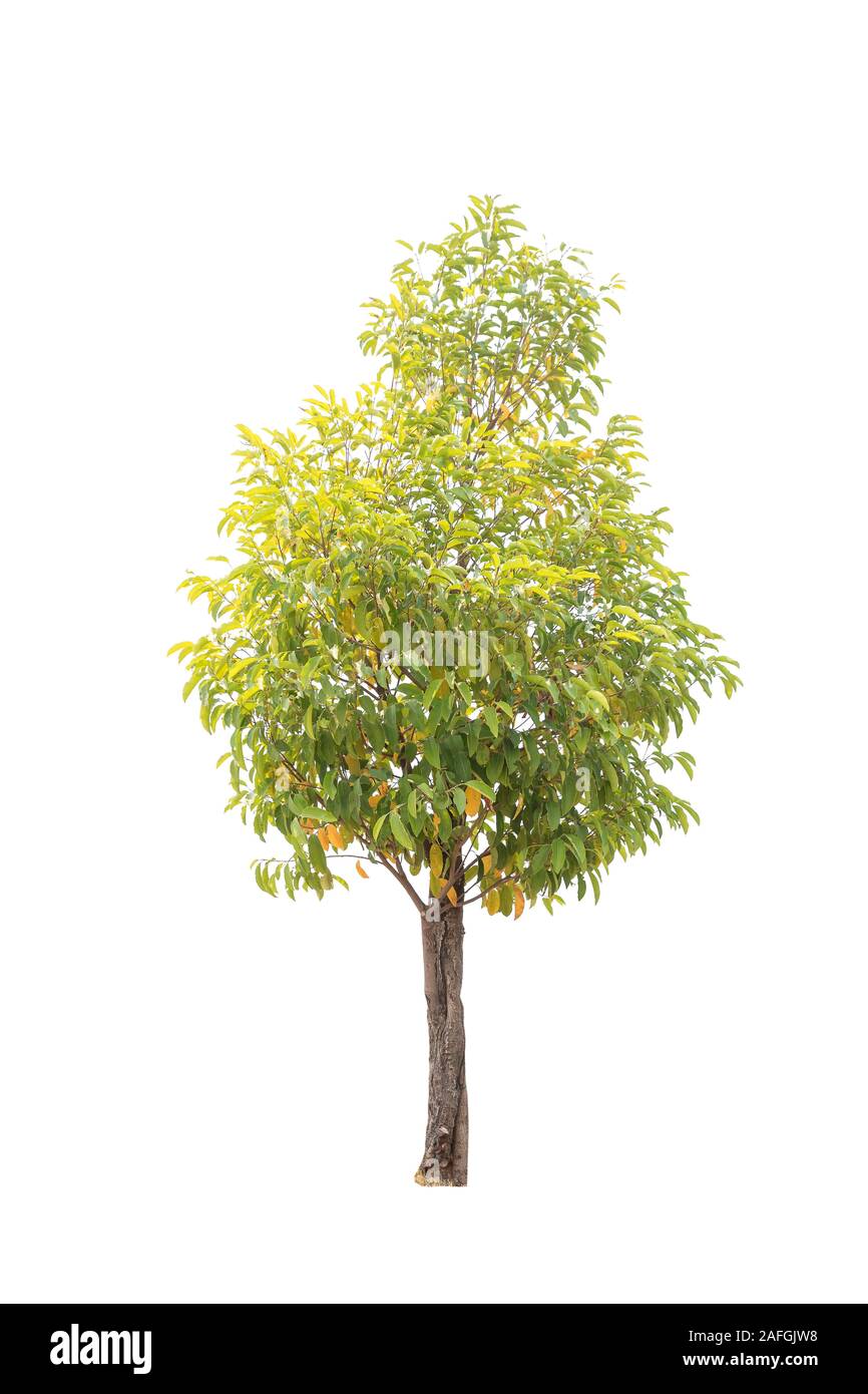 Closeup Bullet Wood (Mimusops elengi Linn) Tree isolated on white ...