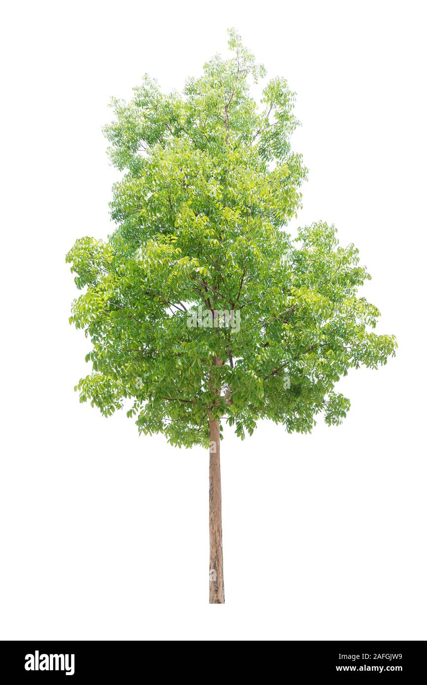 Closeup Big Mahogany Tree isolated on white background Stock Photo - Alamy
