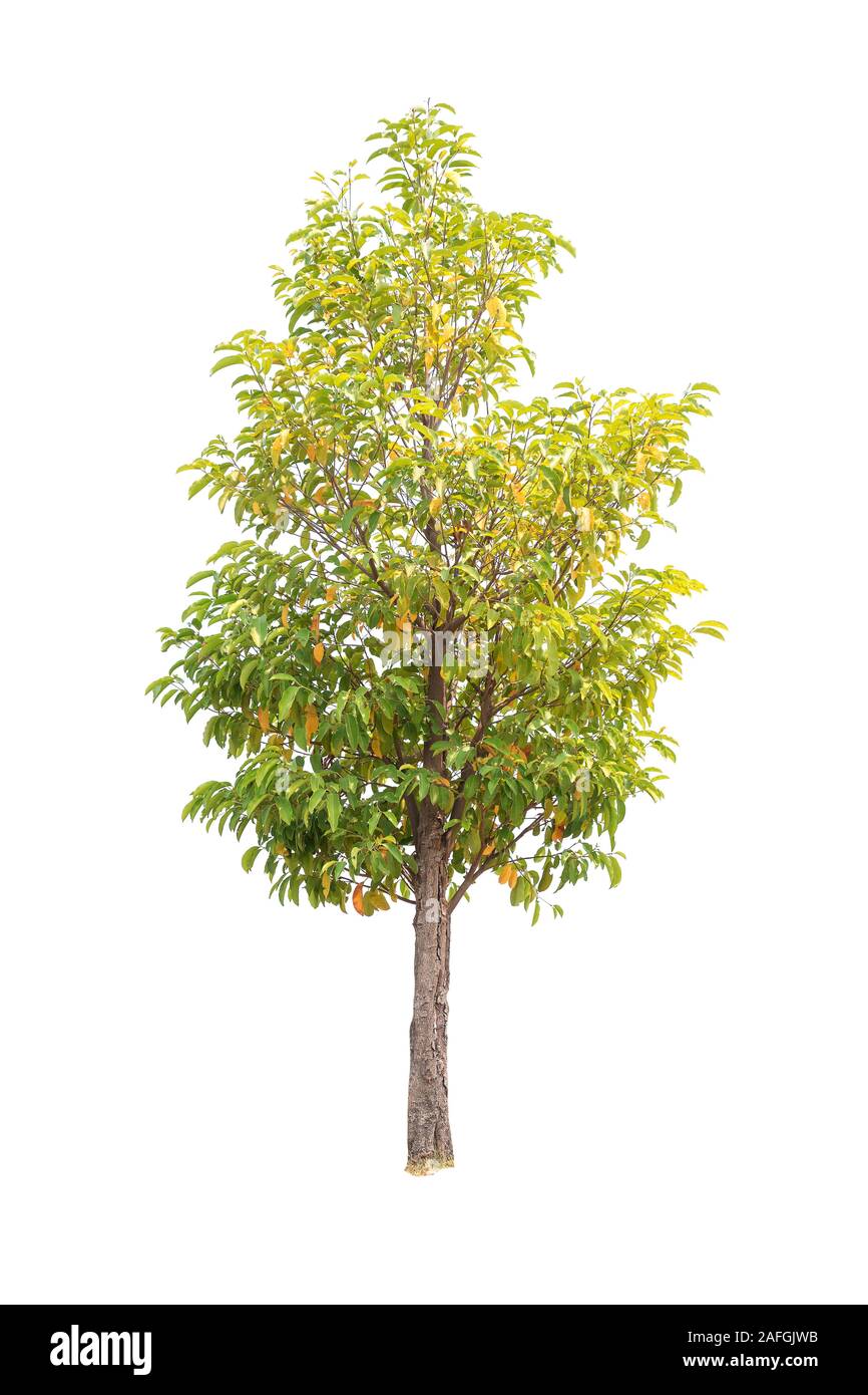 Closeup Bullet Wood (Mimusops elengi Linn) Tree isolated on white ...