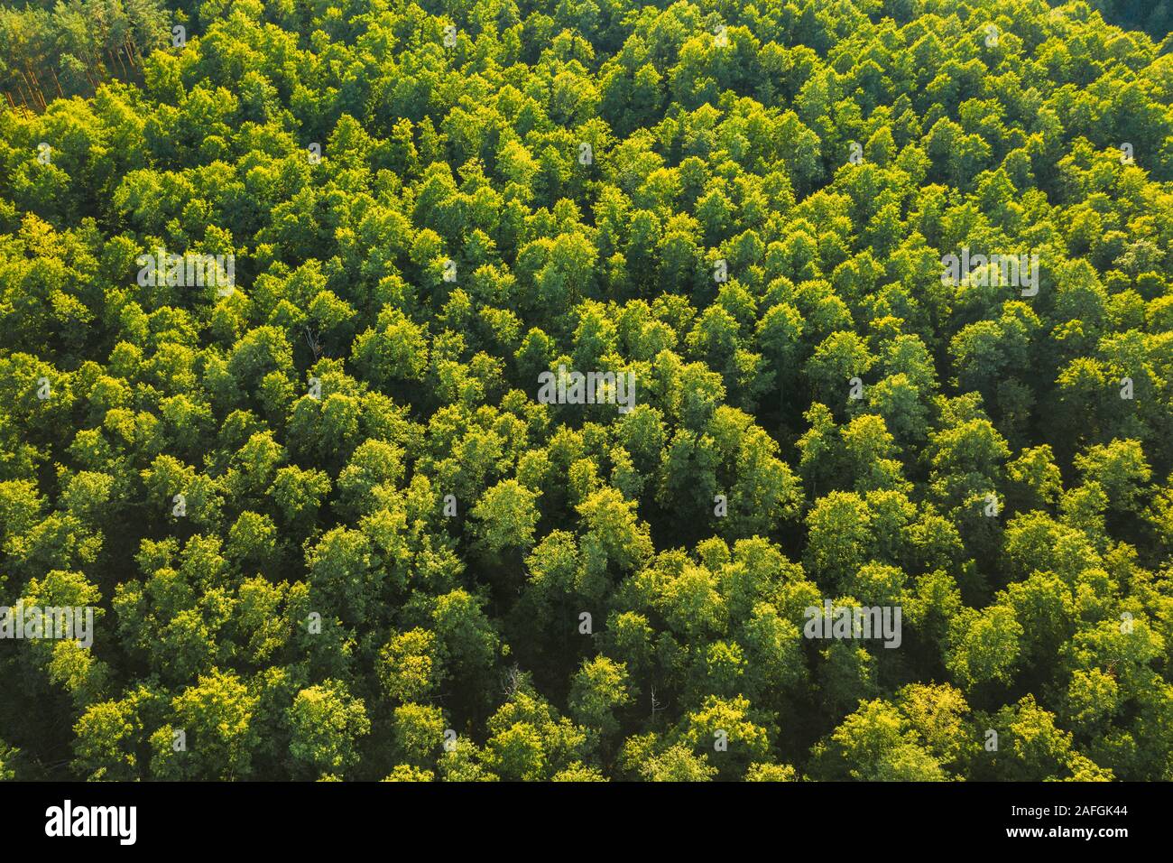 Aerial View Of Green Forest Landscape. Top View From High Attitude In ...