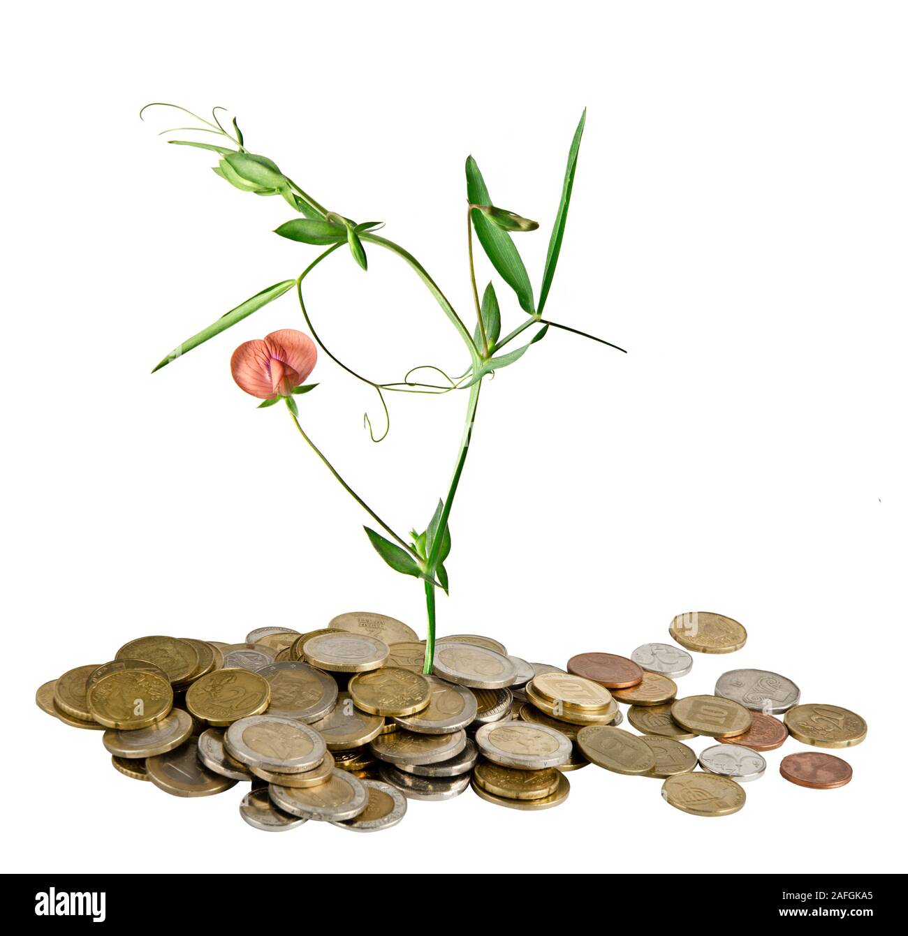flower growing from coins Stock Photo - Alamy