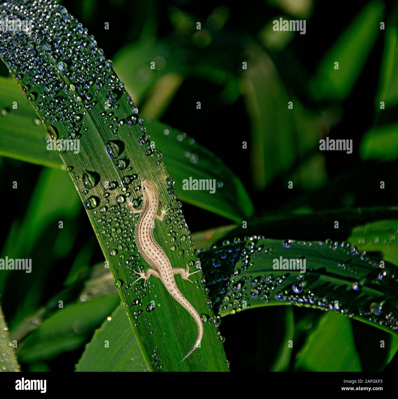 Lizard on grass Stock Photo - Alamy