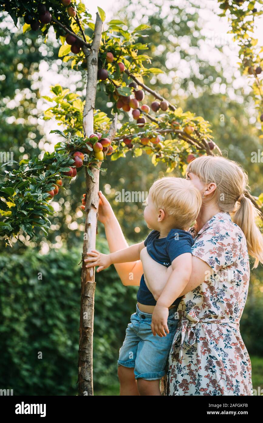 Young Woman Mother Hugging Her Baby Son And Showing Him Apple Tree In ...