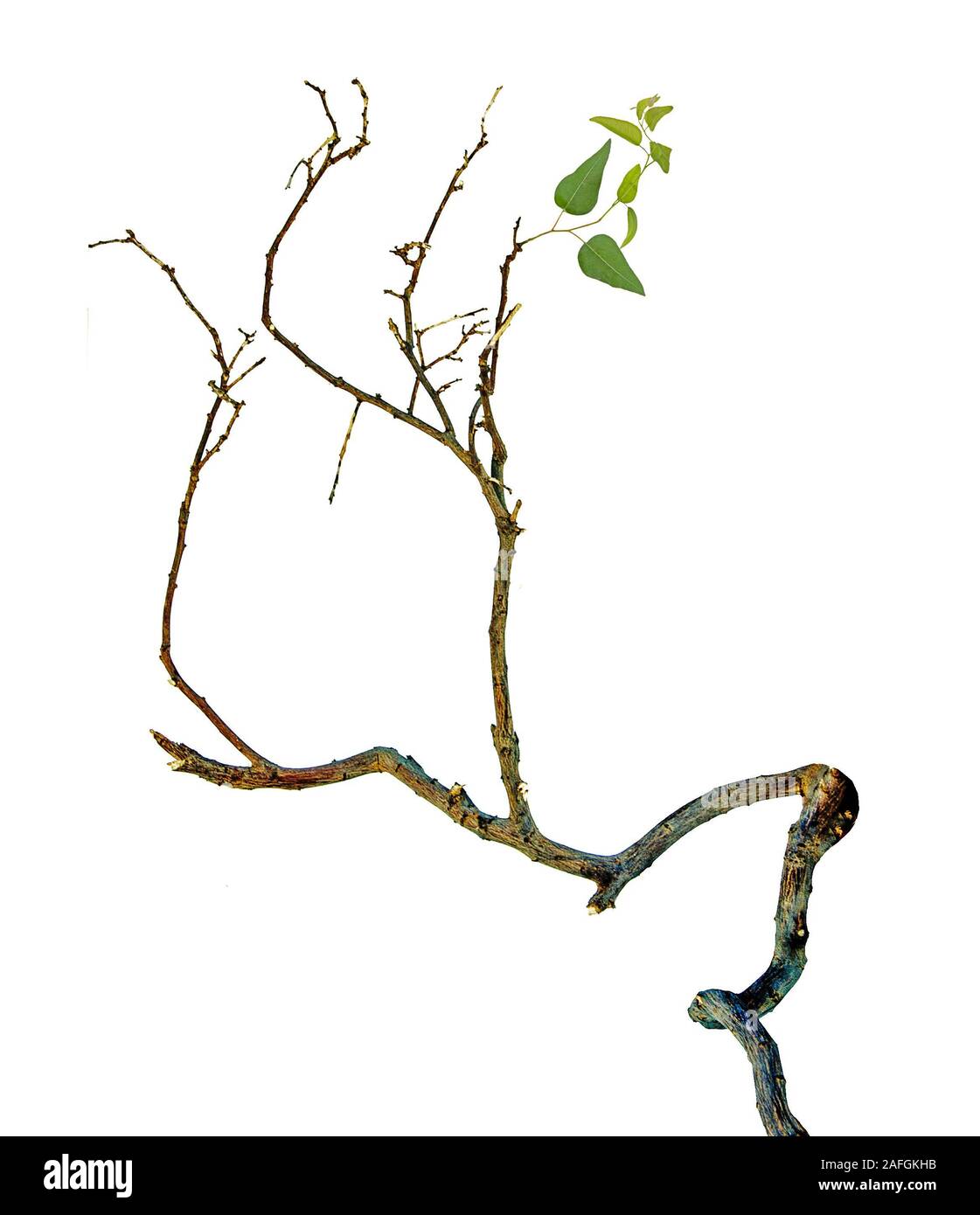 dry branch with leaf Stock Photo - Alamy