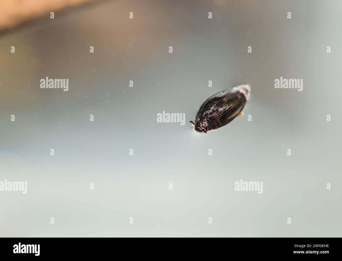 Whirligig beetle (Gyrinus sp) on the water surface Stock Photo - Alamy
