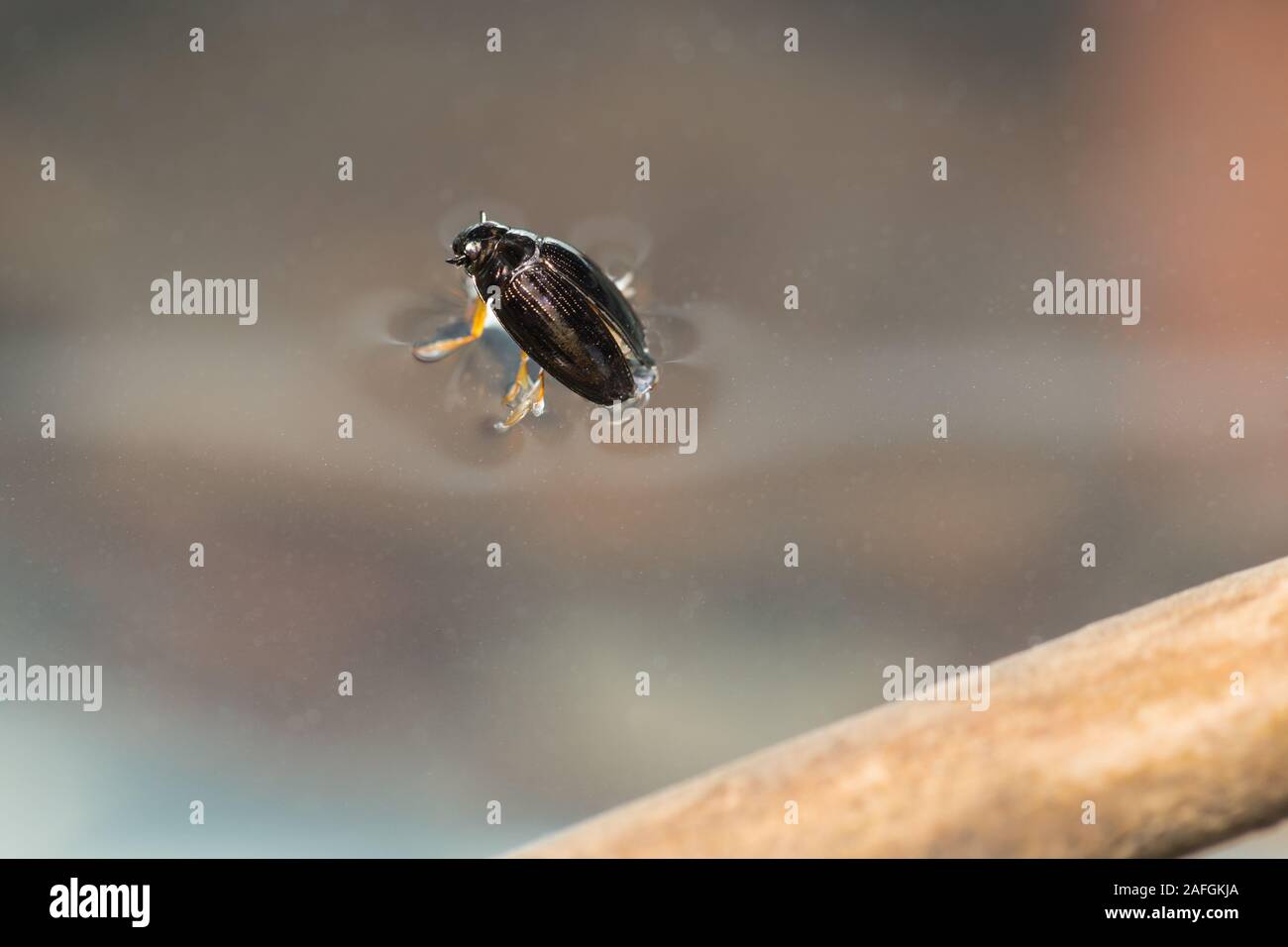 Whirligig beetle (Gyrinus sp) on the water surface taking off Stock ...