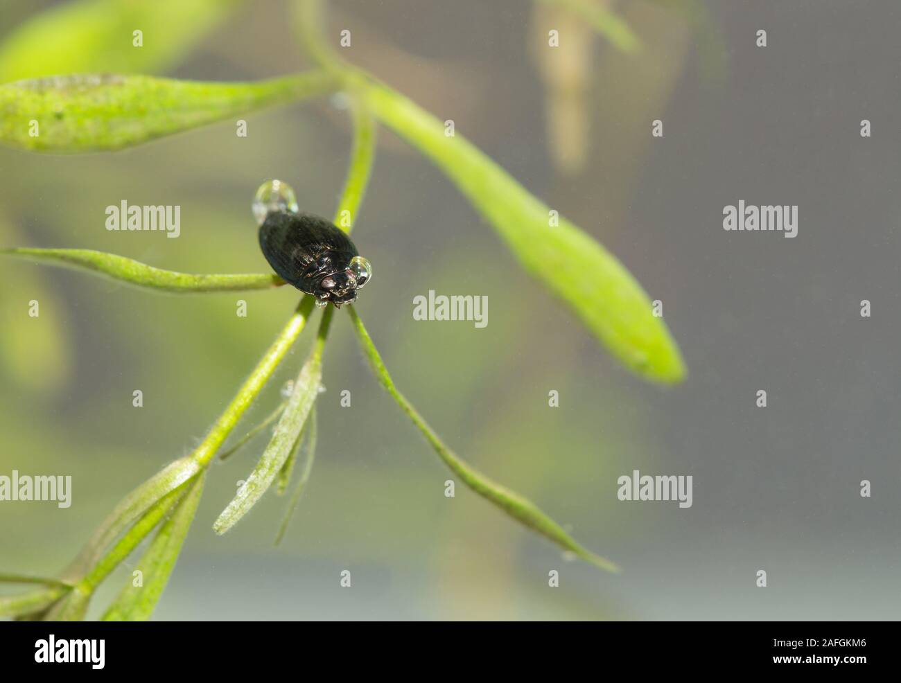 Whirligig beetle (Gyrinus sp) diving underwater Stock Photo - Alamy