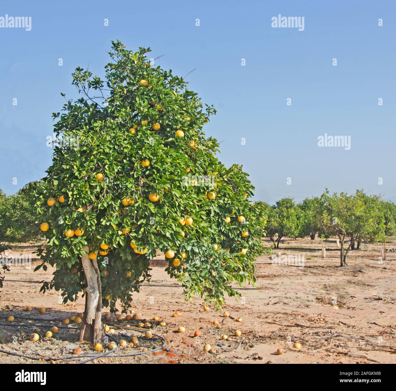 Oranges on tree Stock Photo - Alamy