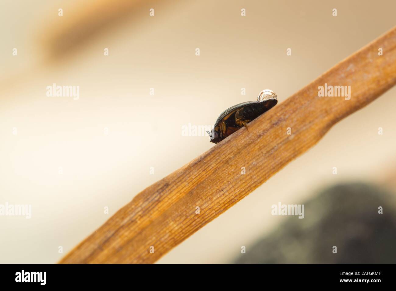Whirligig beetle hi-res stock photography and images - Alamy