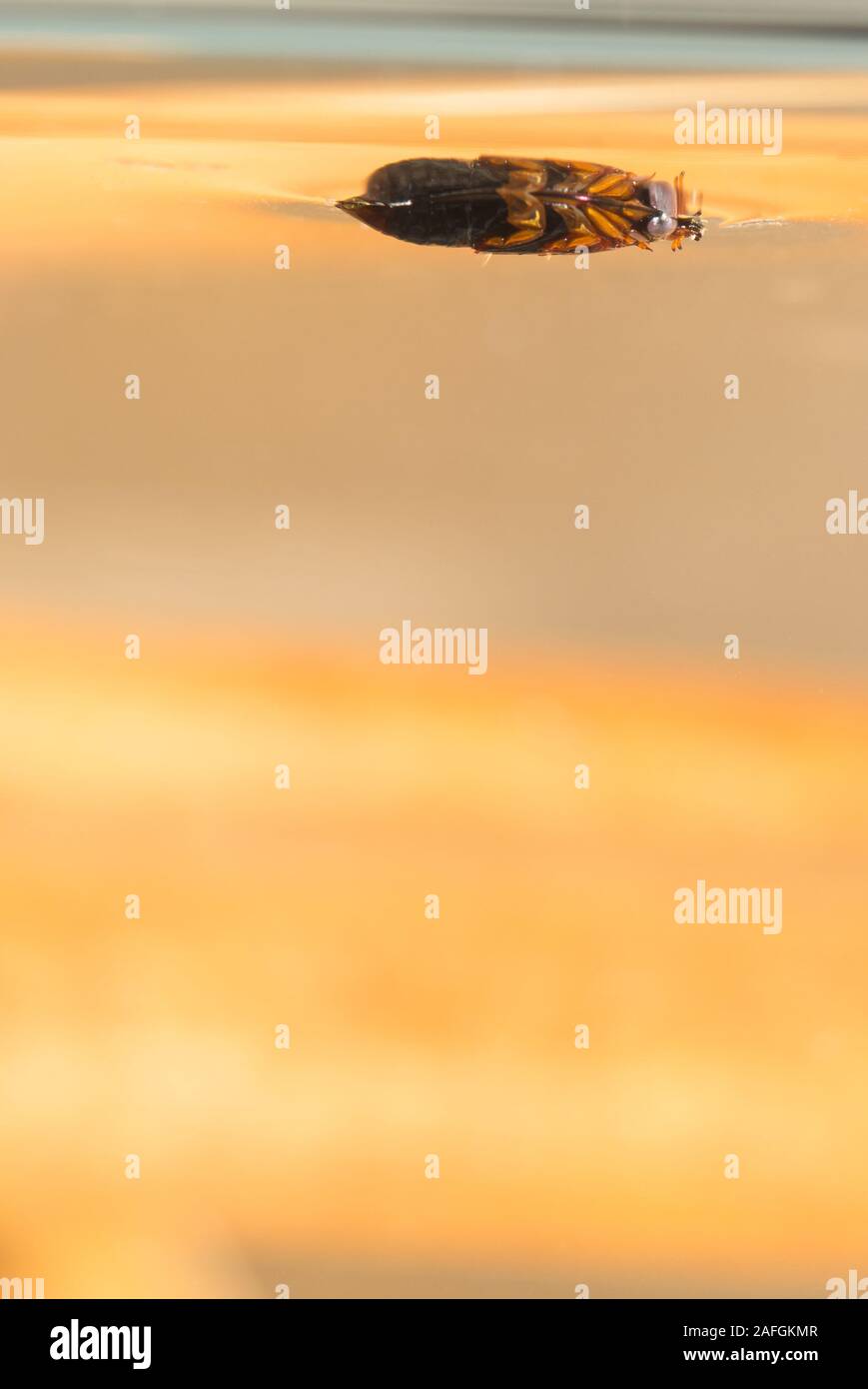 Whirligig beetle (Gyrinus sp) on the water surface Stock Photo - Alamy