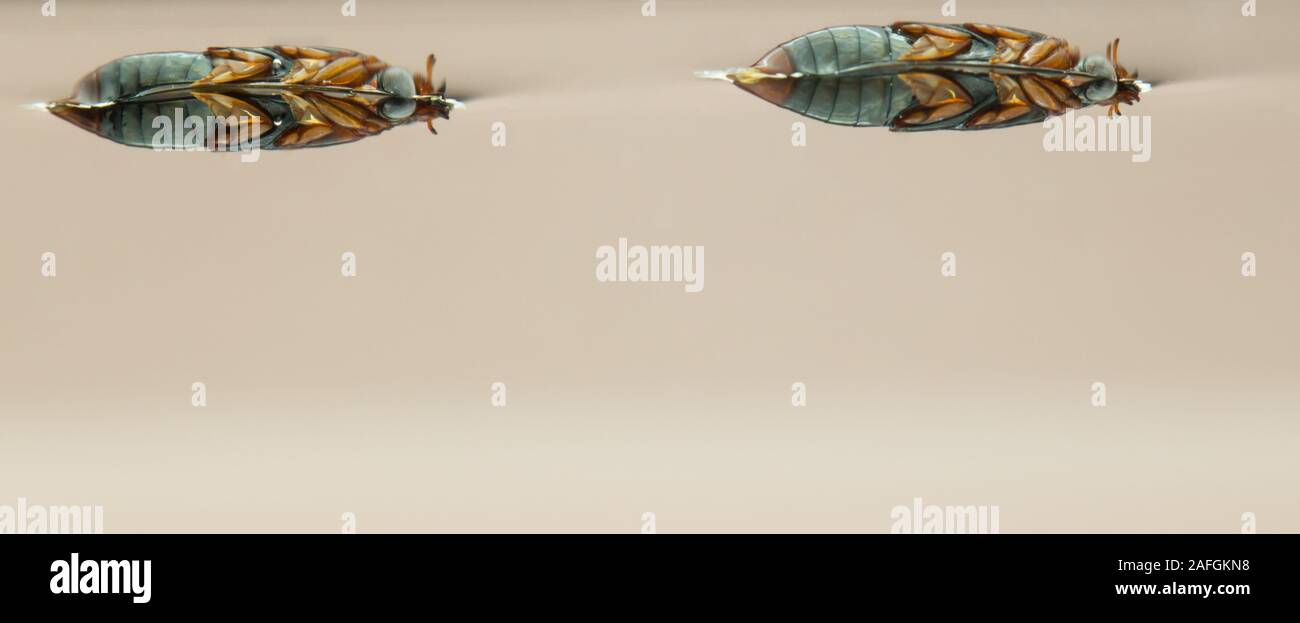 Whirligig beetle (Gyrinus sp) on the water surface Stock Photo - Alamy