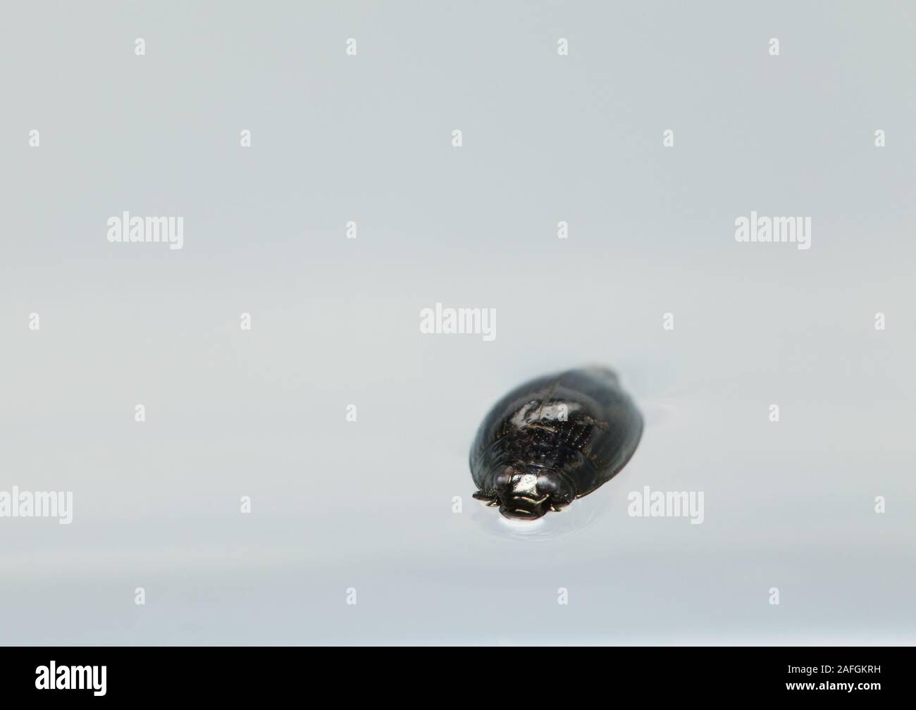 Whirligig beetle hi-res stock photography and images - Alamy