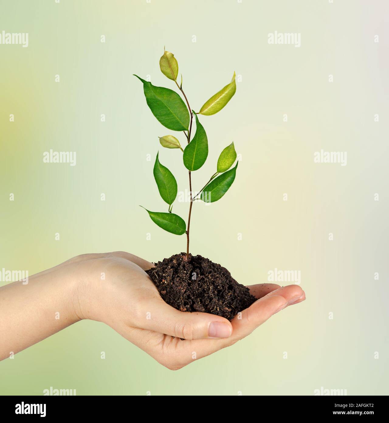 Sapling in hands Stock Photo - Alamy