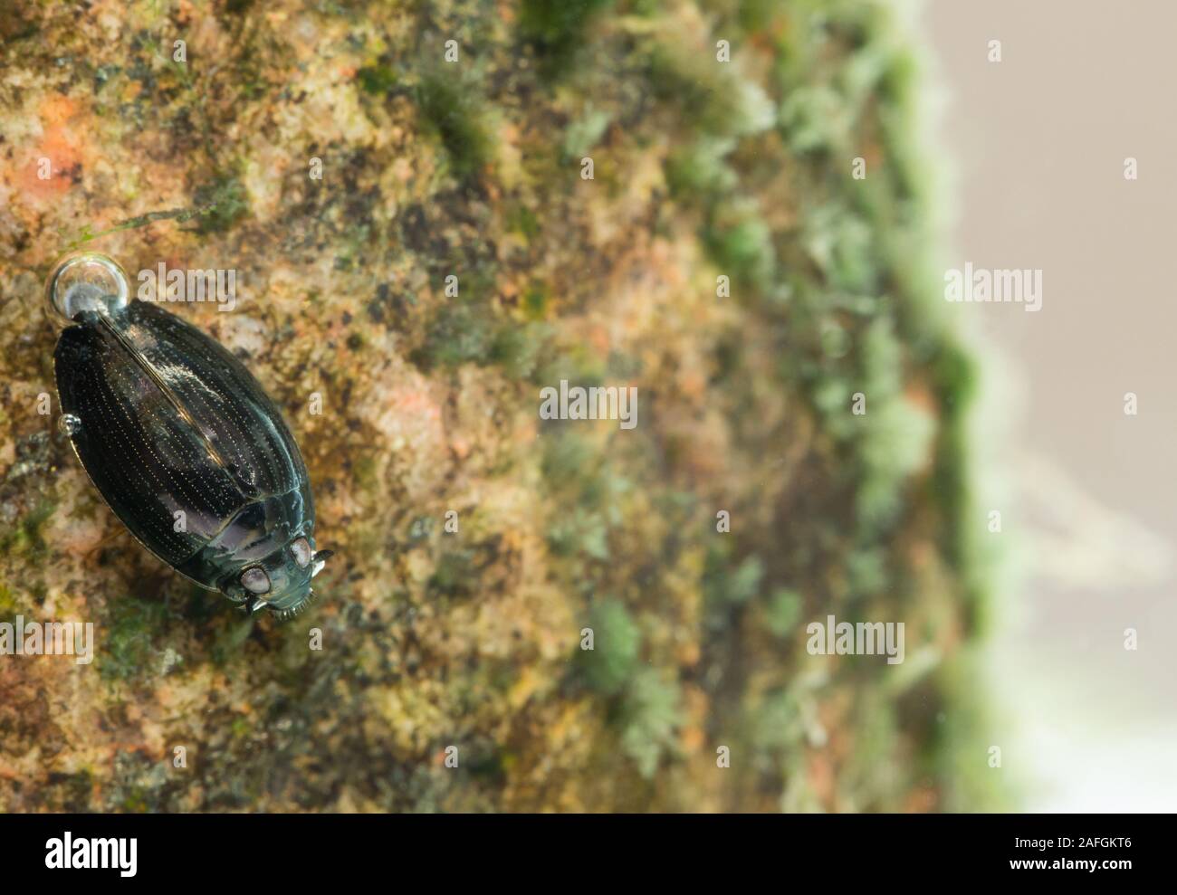 Whirligig beetle (Gyrinus sp) diving underwater Stock Photo - Alamy