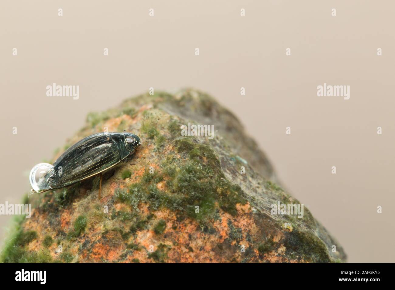 Whirligig beetle (Gyrinus sp) diving underwater Stock Photo - Alamy