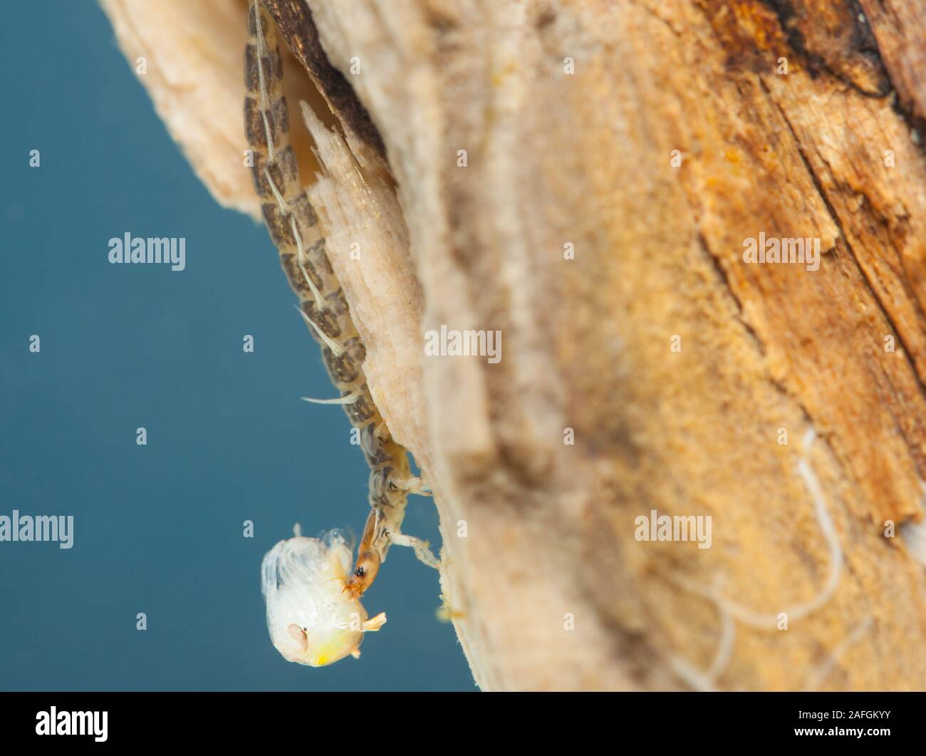 Whirligig beetle larva with prey (Gyrinus sp Stock Photo - Alamy