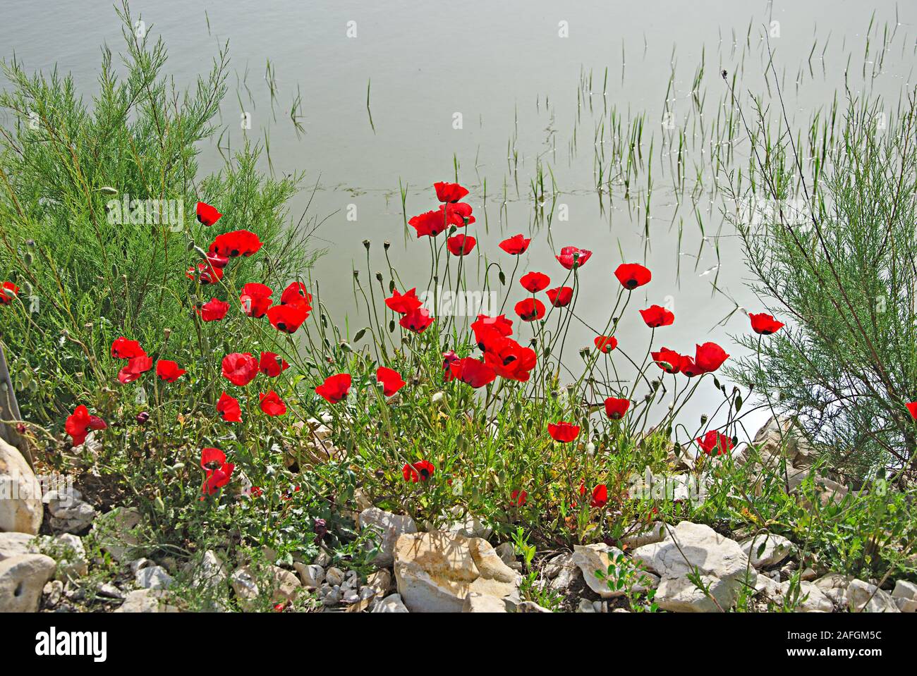 Flowers on pod shore Stock Photo - Alamy