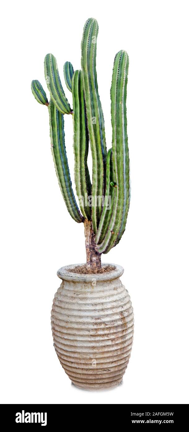 cactus isolated on white background Stock Photo - Alamy