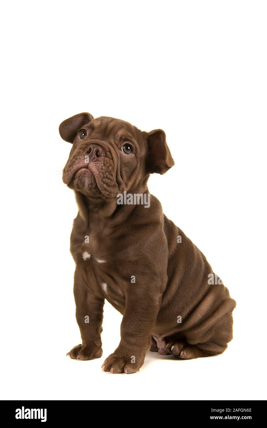Cute old english bulldog puppy looking up sitting isolated on a white ...