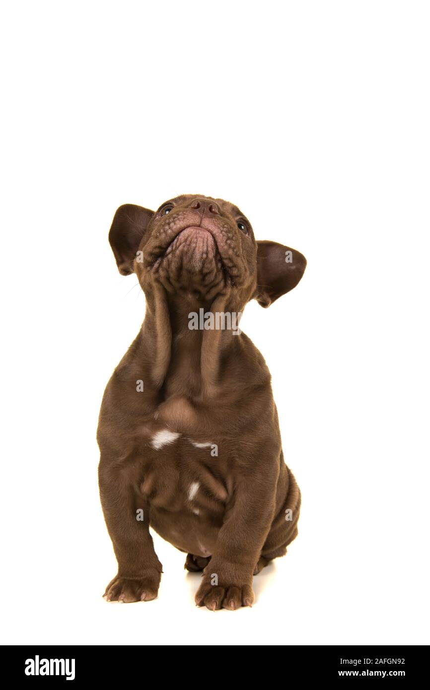 Sitting adorable old english bulldog puppy looking up isolated on a ...