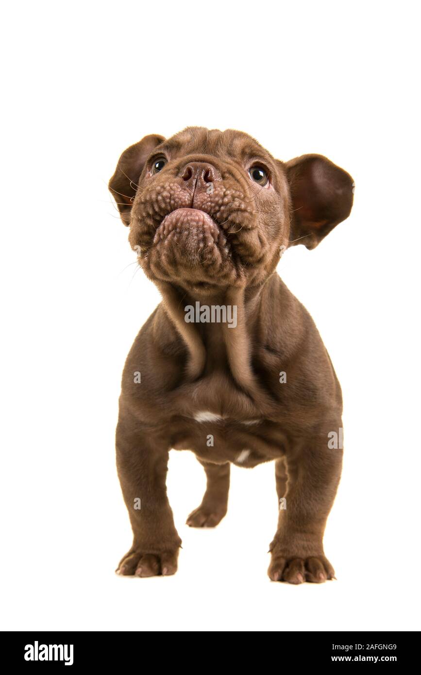 Standing adorable old english bulldog puppy looking up isolated on a ...