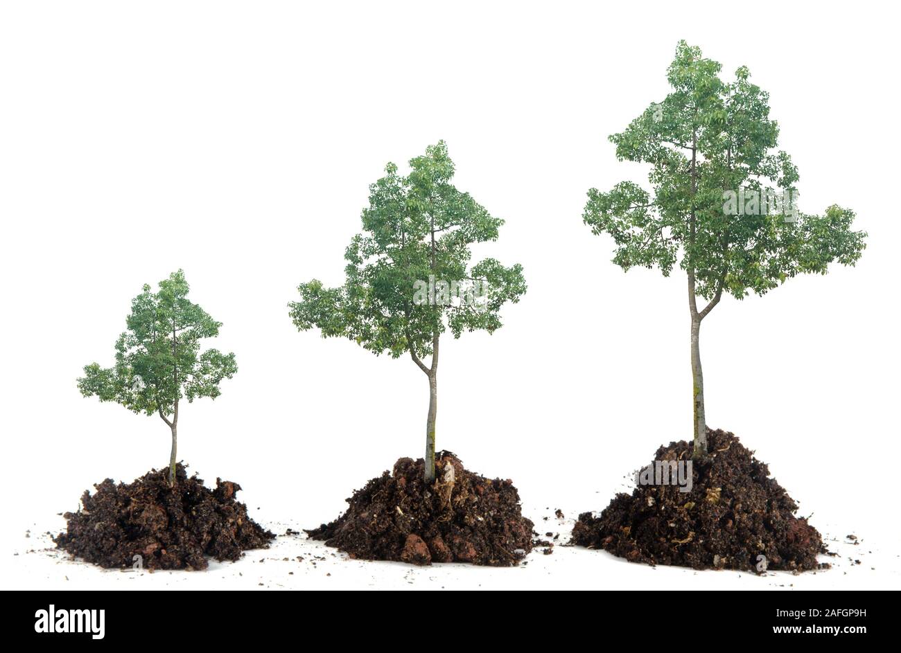 tree on white background Stock Photo - Alamy