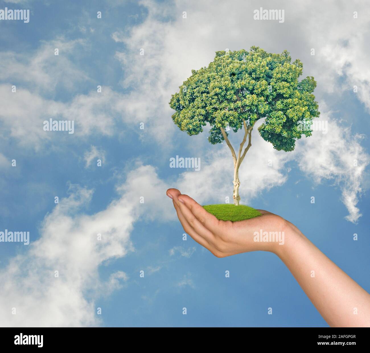 Tree in hand Stock Photo - Alamy