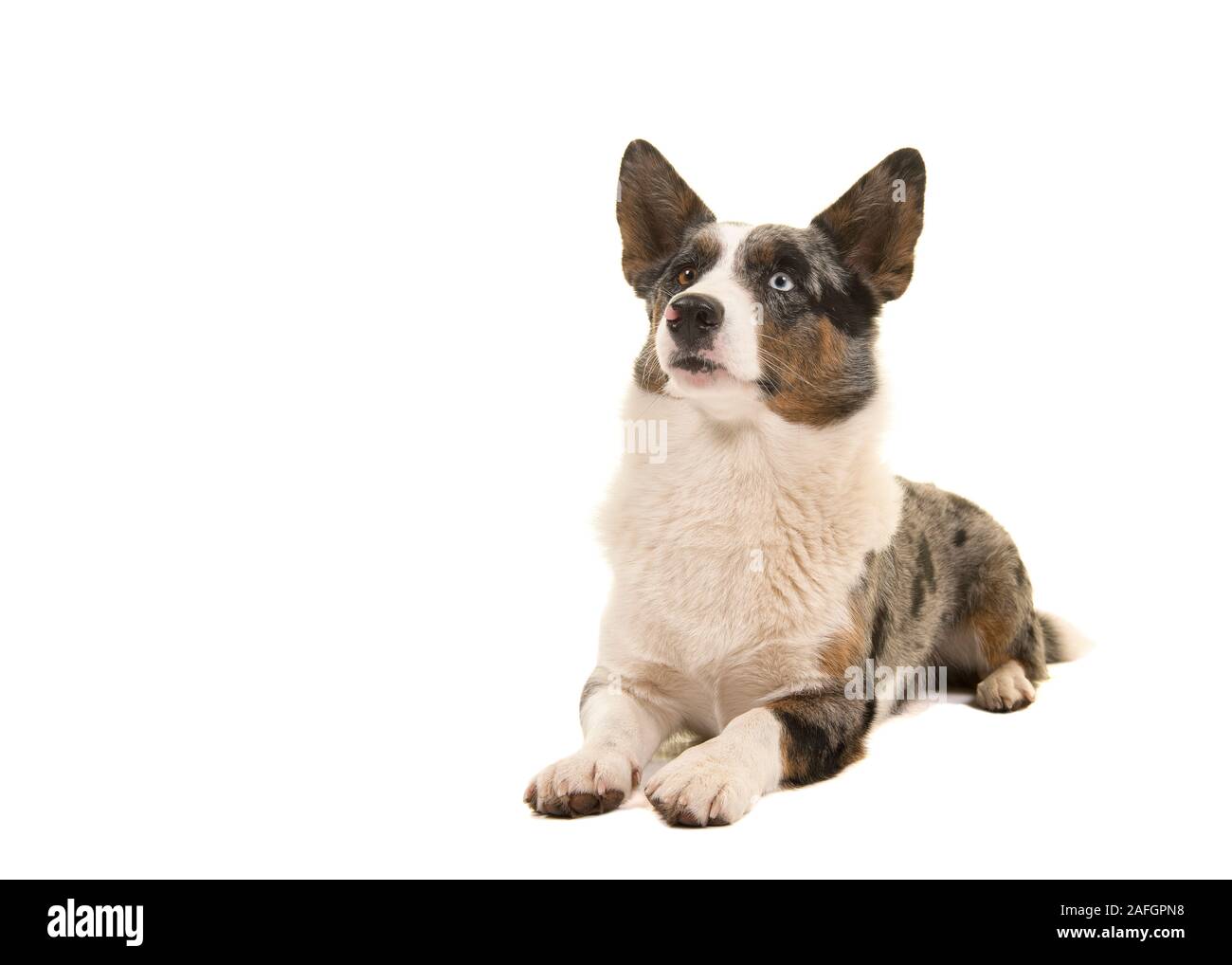 Welsh corgi lying down looking up on a white background Stock Photo - Alamy